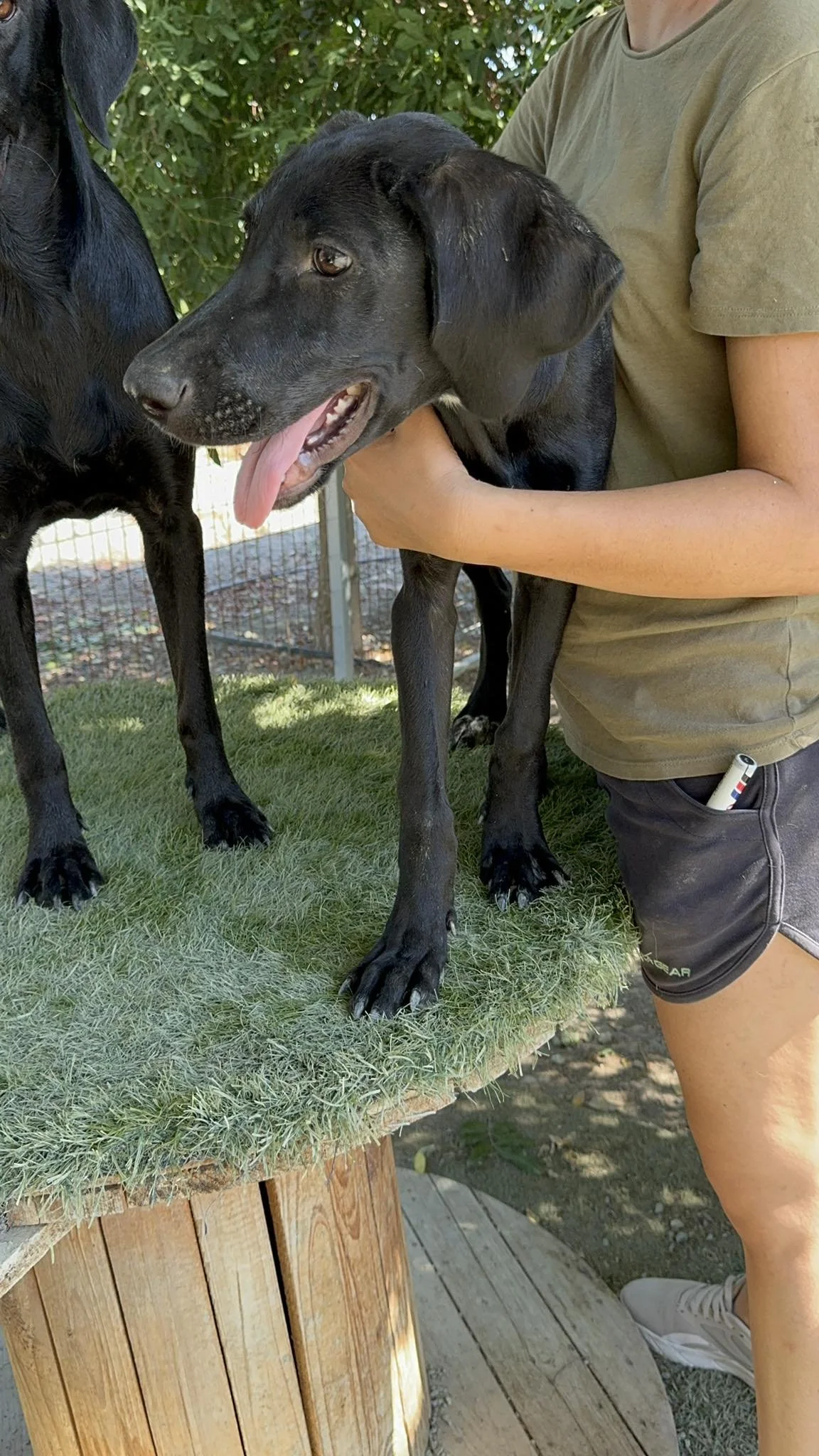 Meet our dogs – Adopt a Dog From Cyprus — Dali Dog Rescue UK