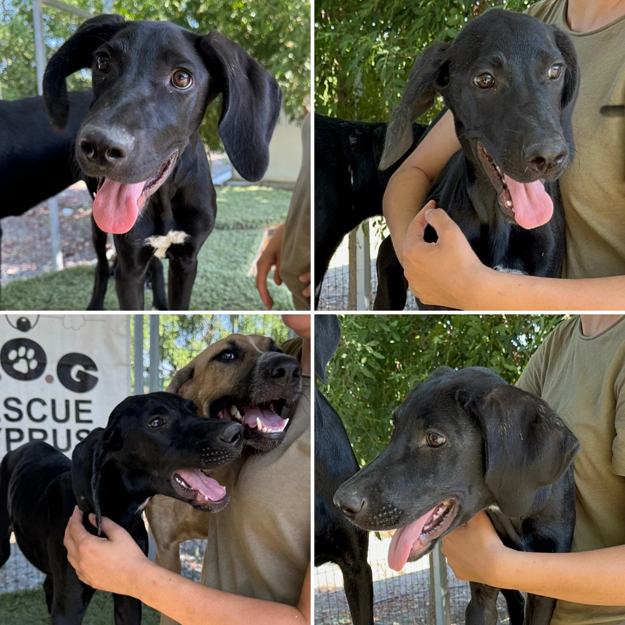 Meet our dogs – Adopt a Dog From Cyprus — Dali Dog Rescue UK