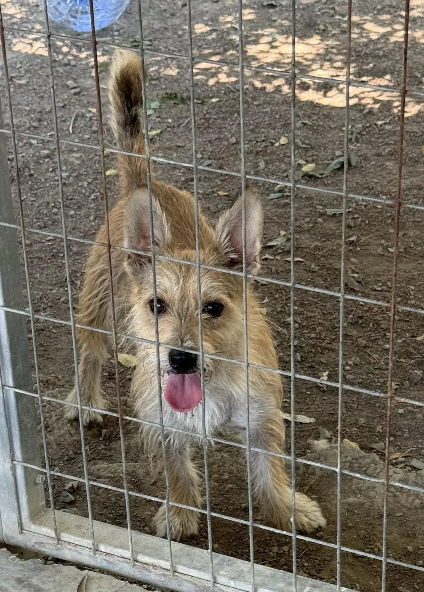 Meet our dogs – Adopt a Dog From Cyprus — Dali Dog Rescue UK