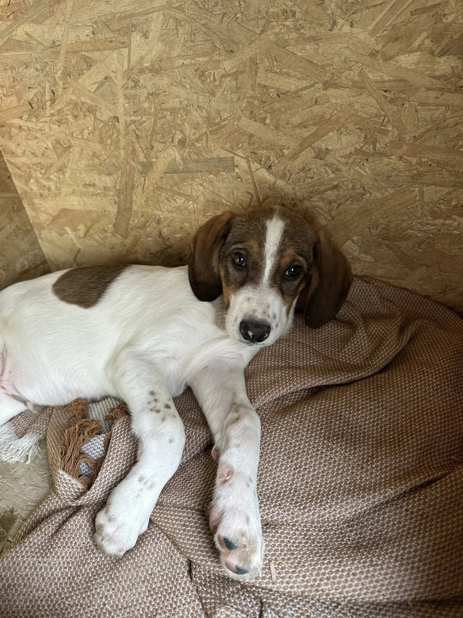 Rizzo — Dali Dog Rescue UK