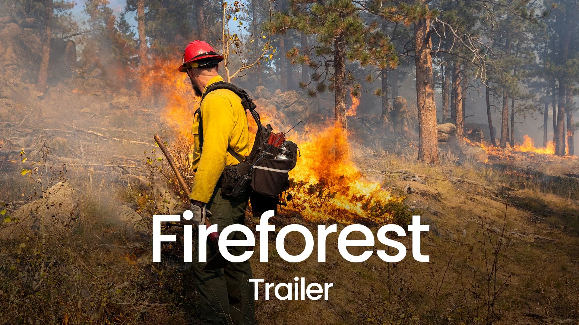 Request A Screening Fireforest