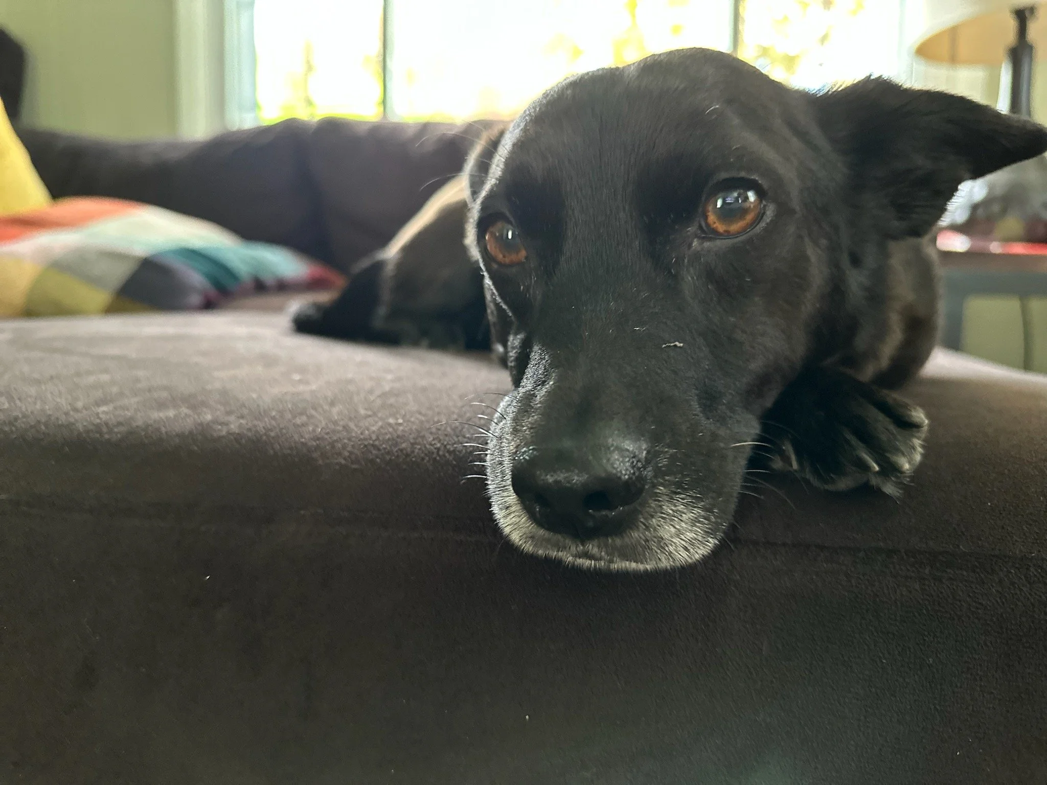 Ben's New Leg — Carter Brown Foundation