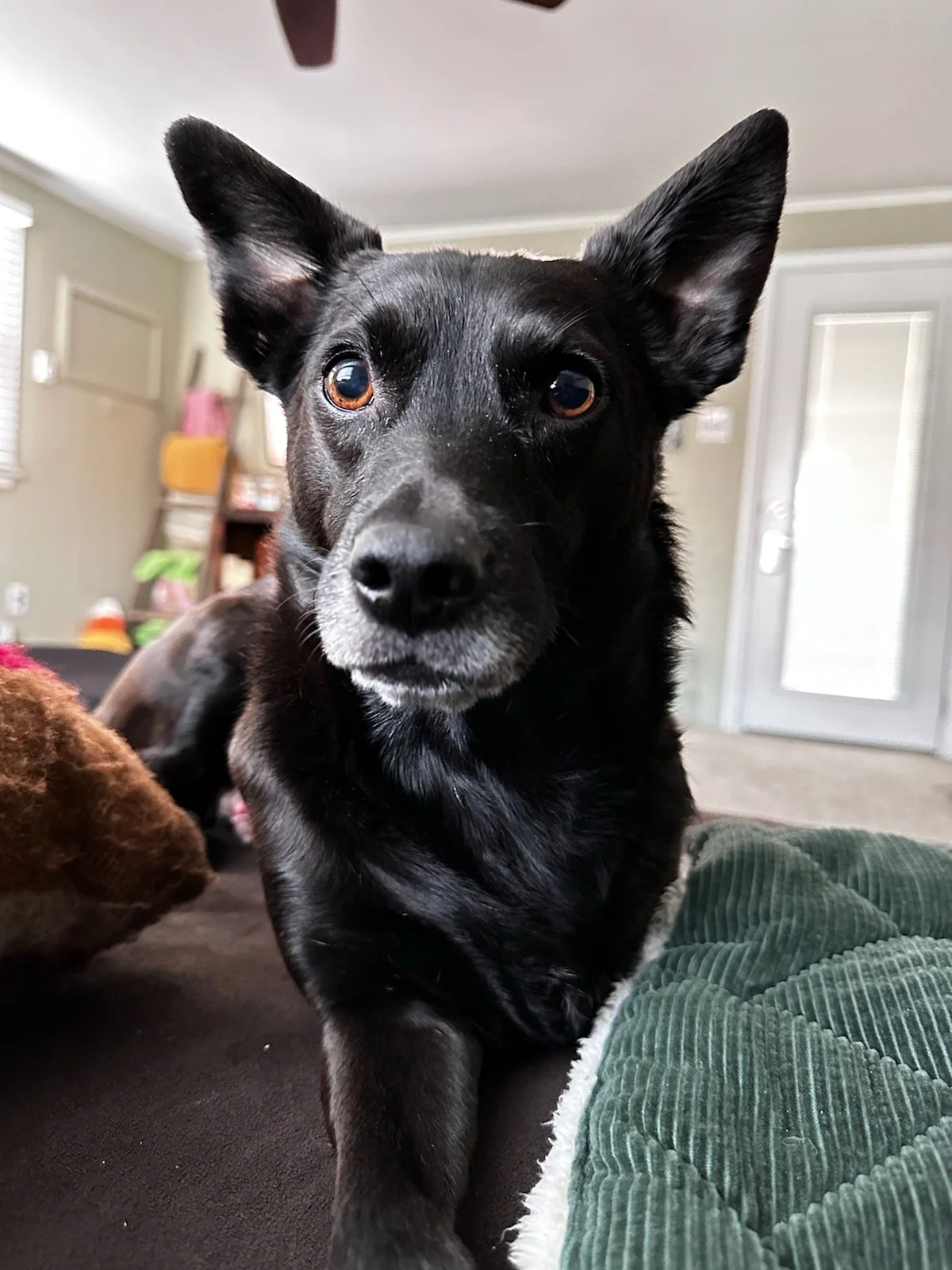 Ben's New Leg — Carter Brown Foundation