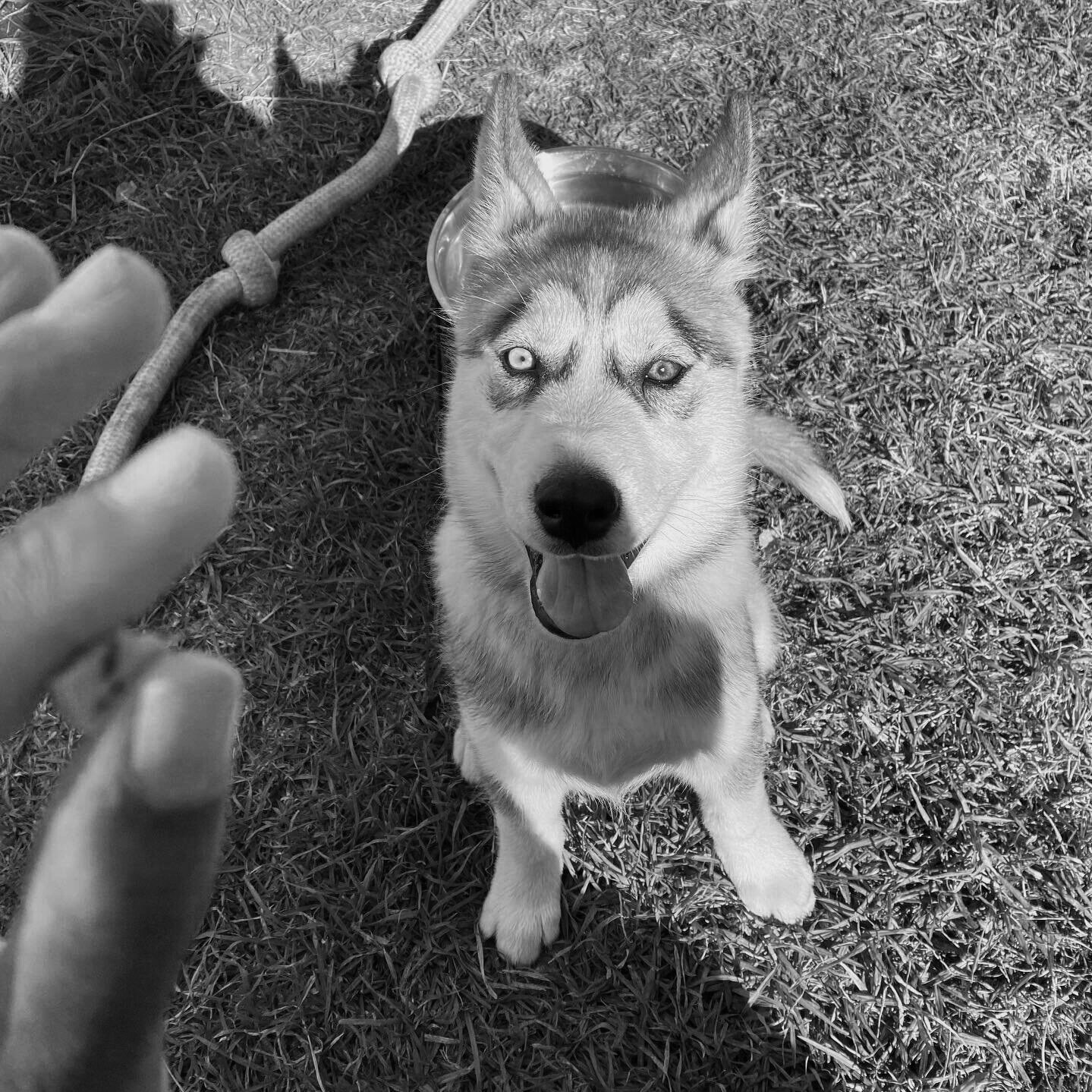 About — Apex Dog Training