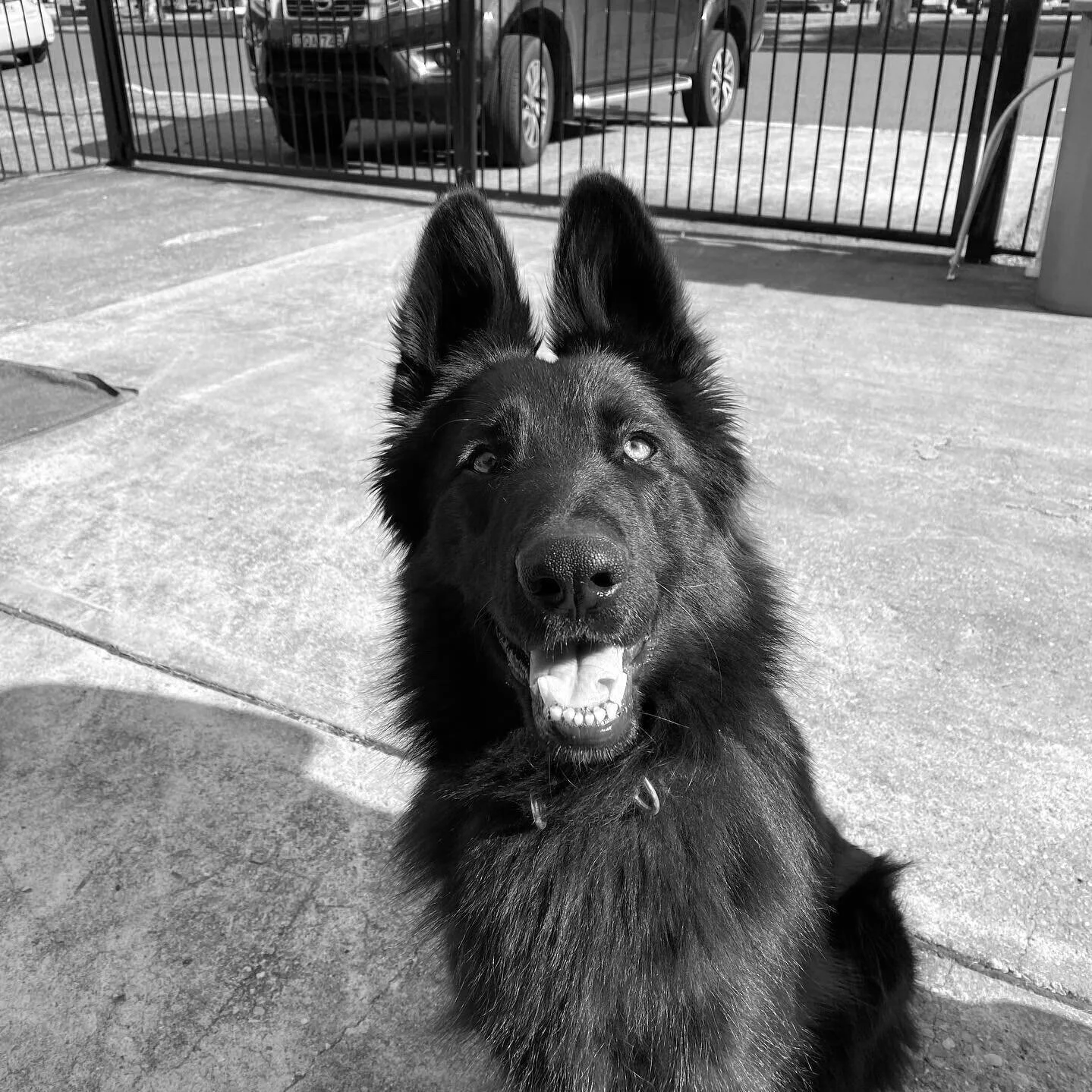 About — Apex Dog Training