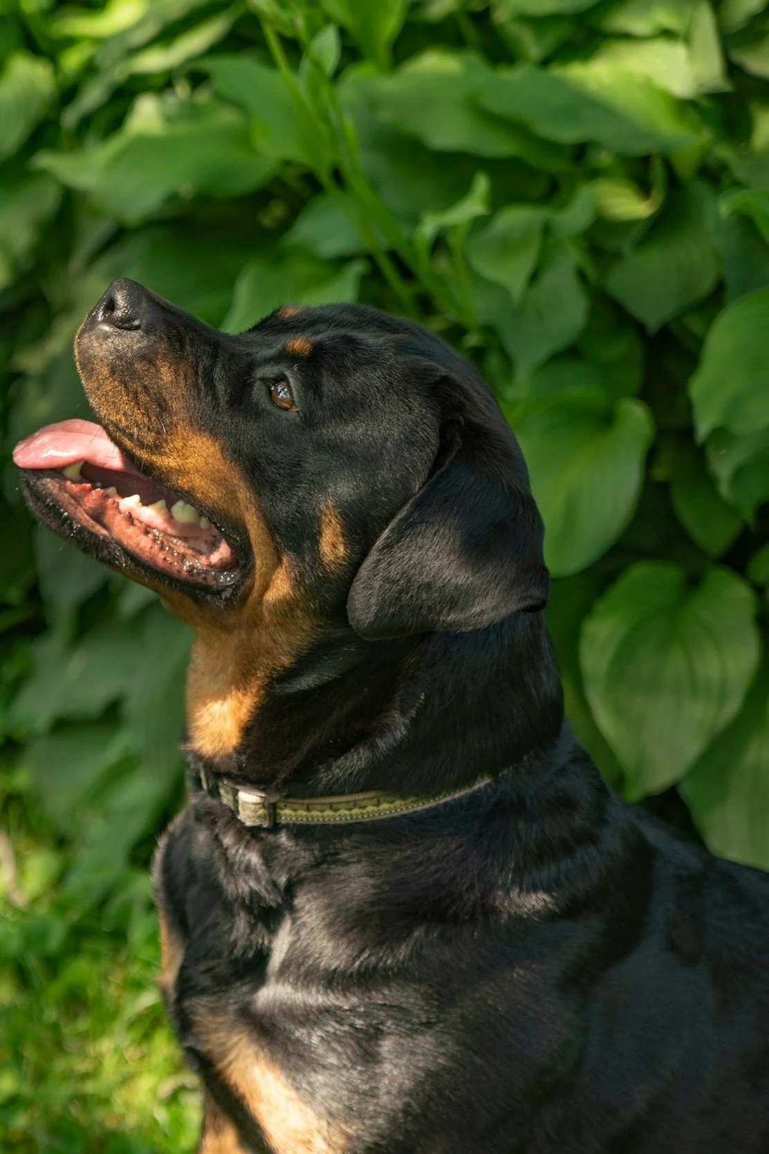 Apex Dog Training