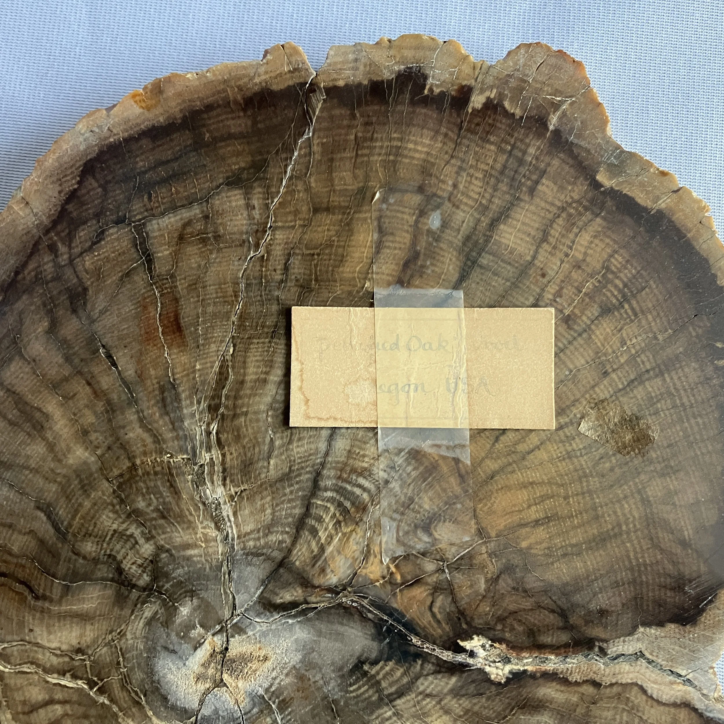A Large Petrified Wood Specimen, Polished with Perspex Stand — Surrey ...
