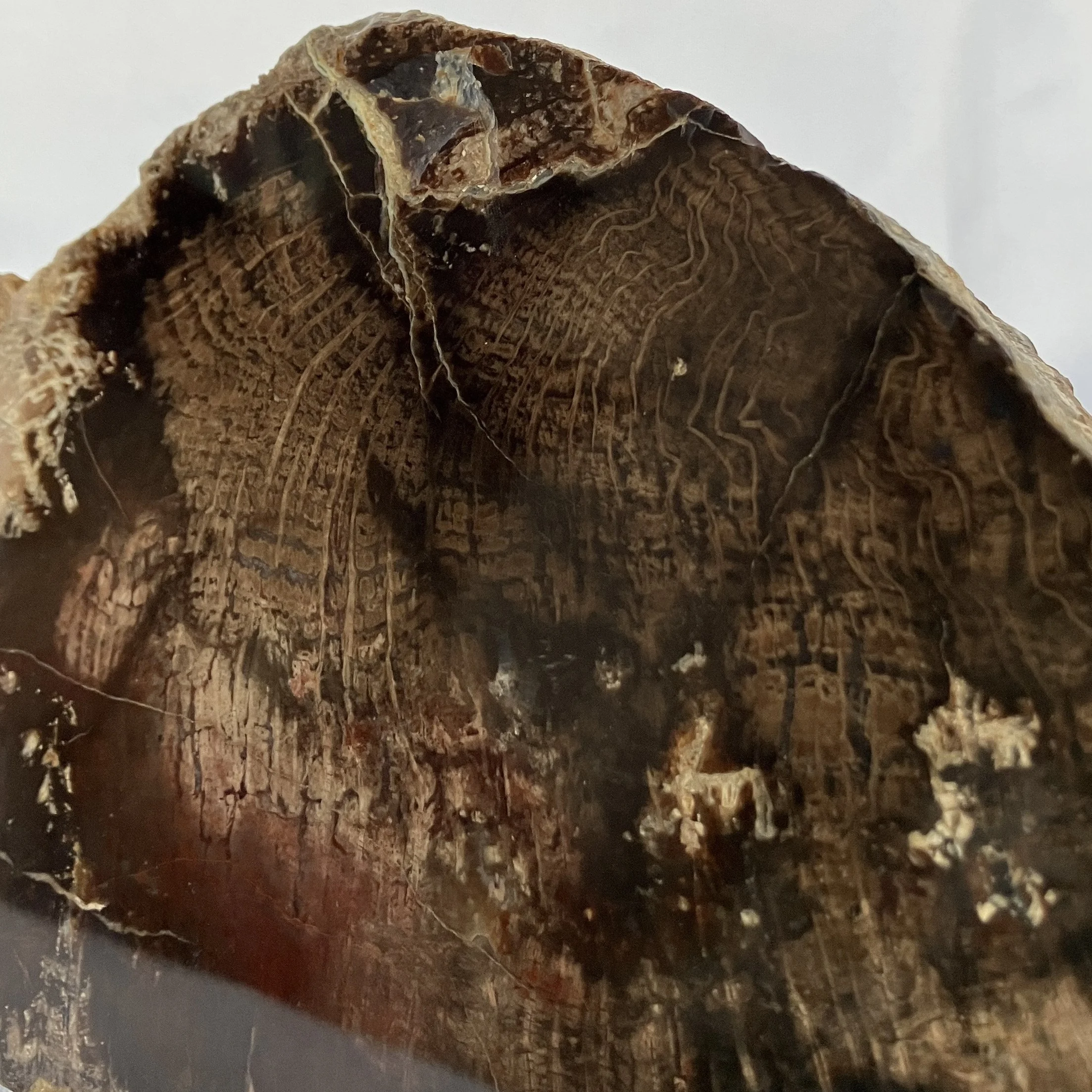 A Small Petrified Wood Specimen, Polished and Mounted on a Perspex ...