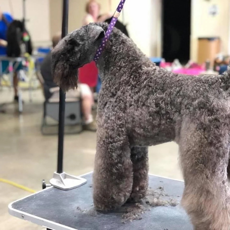 KellsenBerg Kerry Blue Terriers