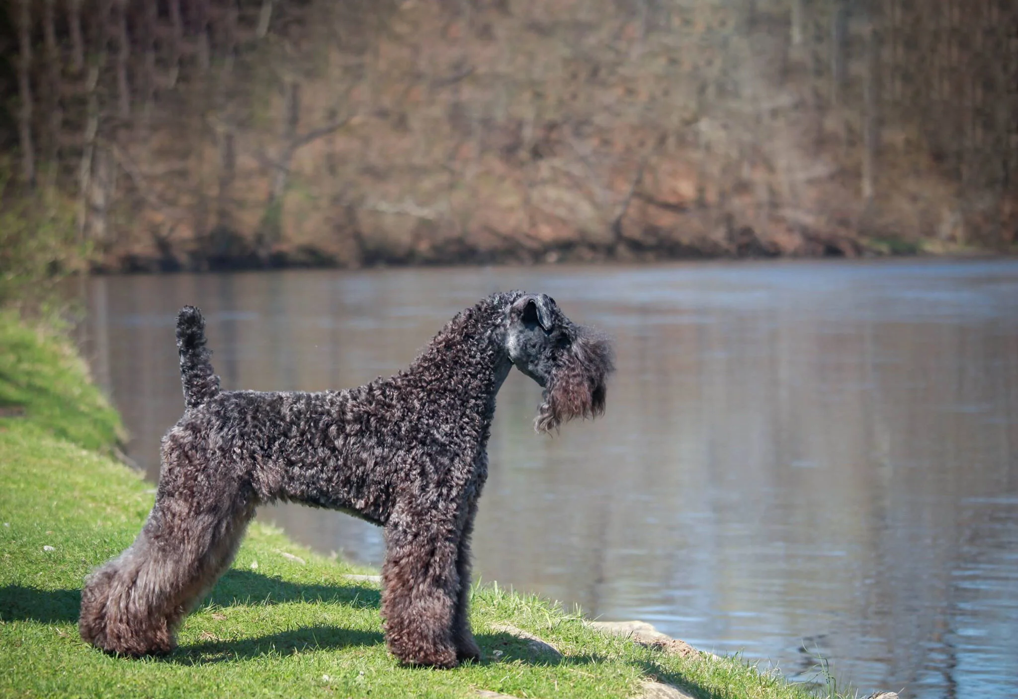 Kerry Blue Terrier
