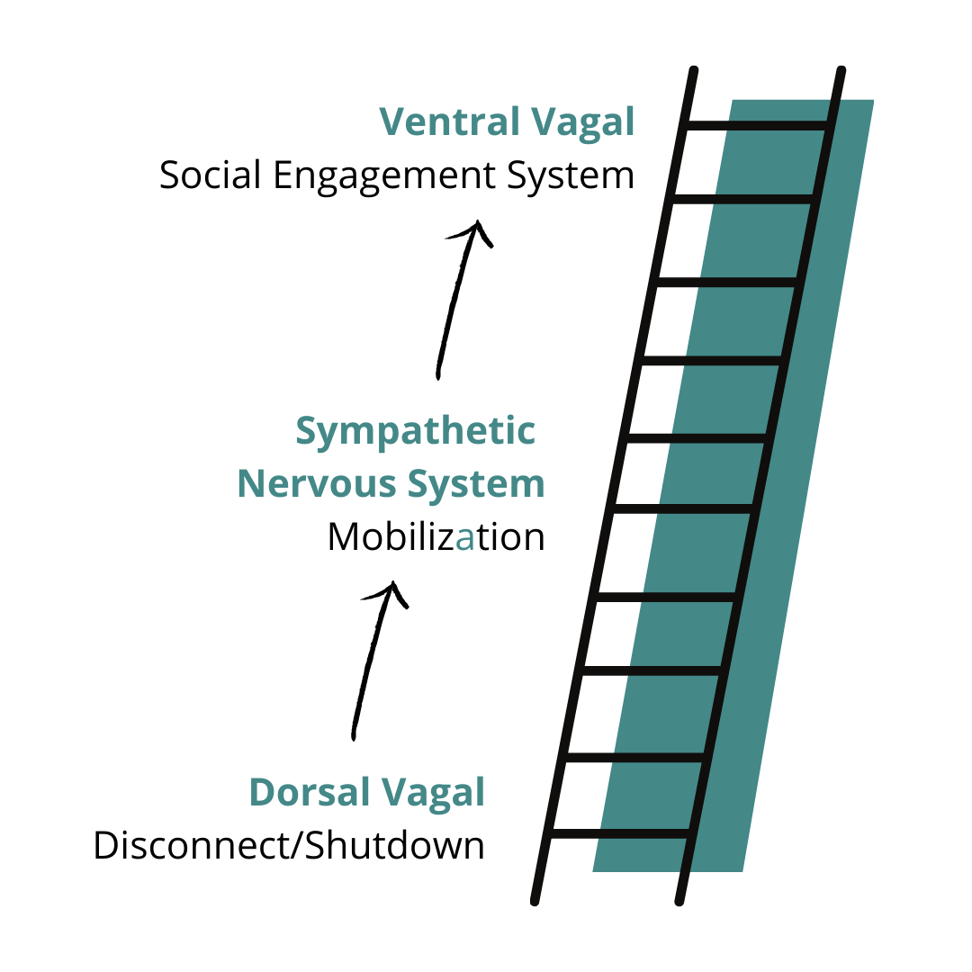 Why You Should Learn About Polyvagal Theory in Therapy