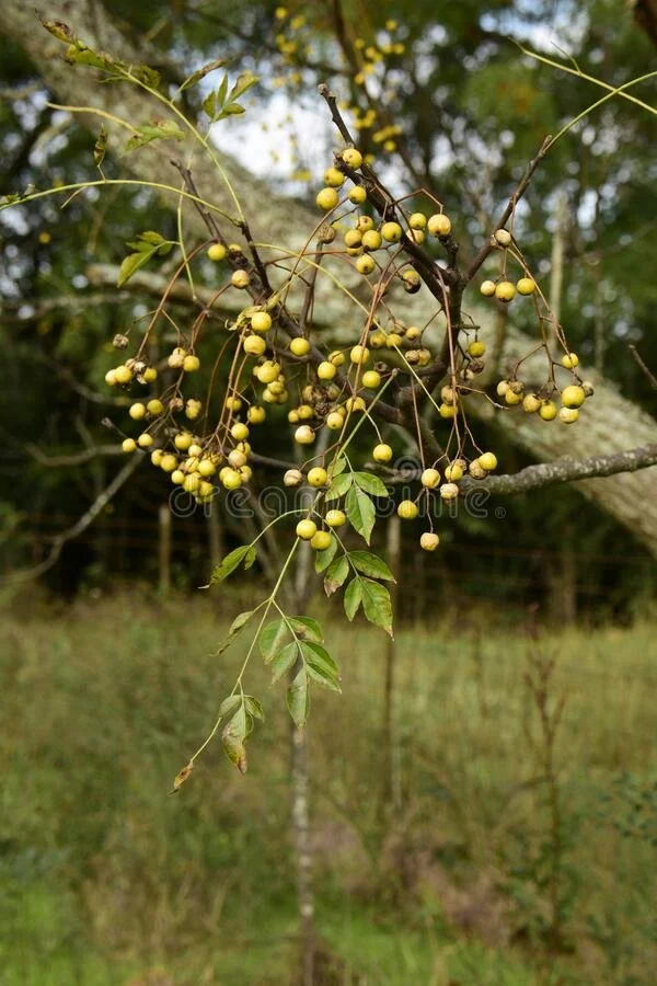 “Chinaberry” Farm — The Southern Conserve