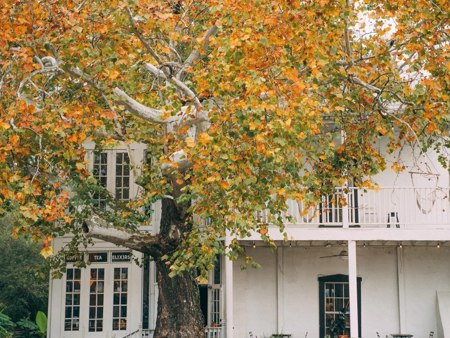 The Mayors House