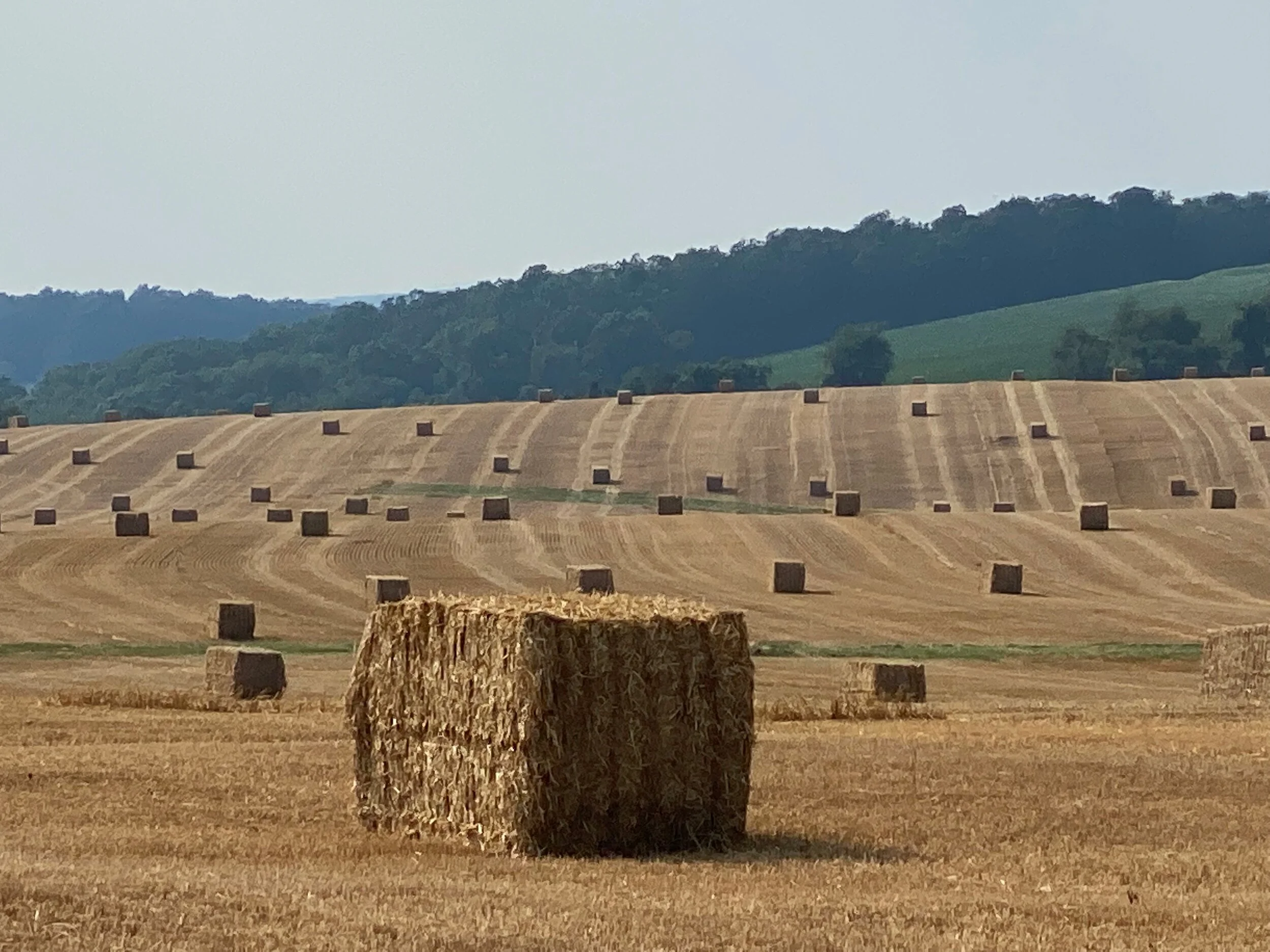 Farm — Star Rock Farms