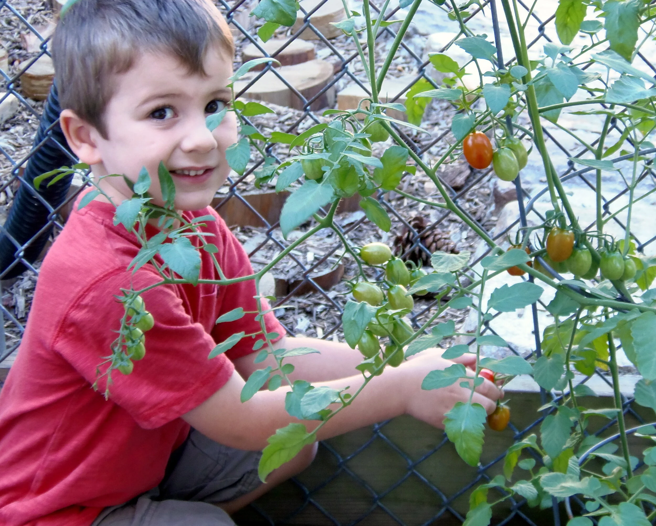 Trees — Meeting House Child Care Center