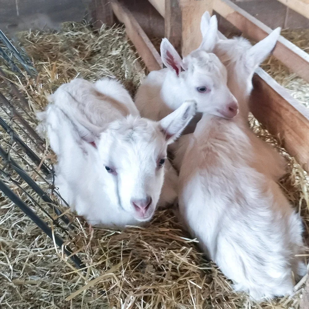 About 1 — Blue Goat Dairy