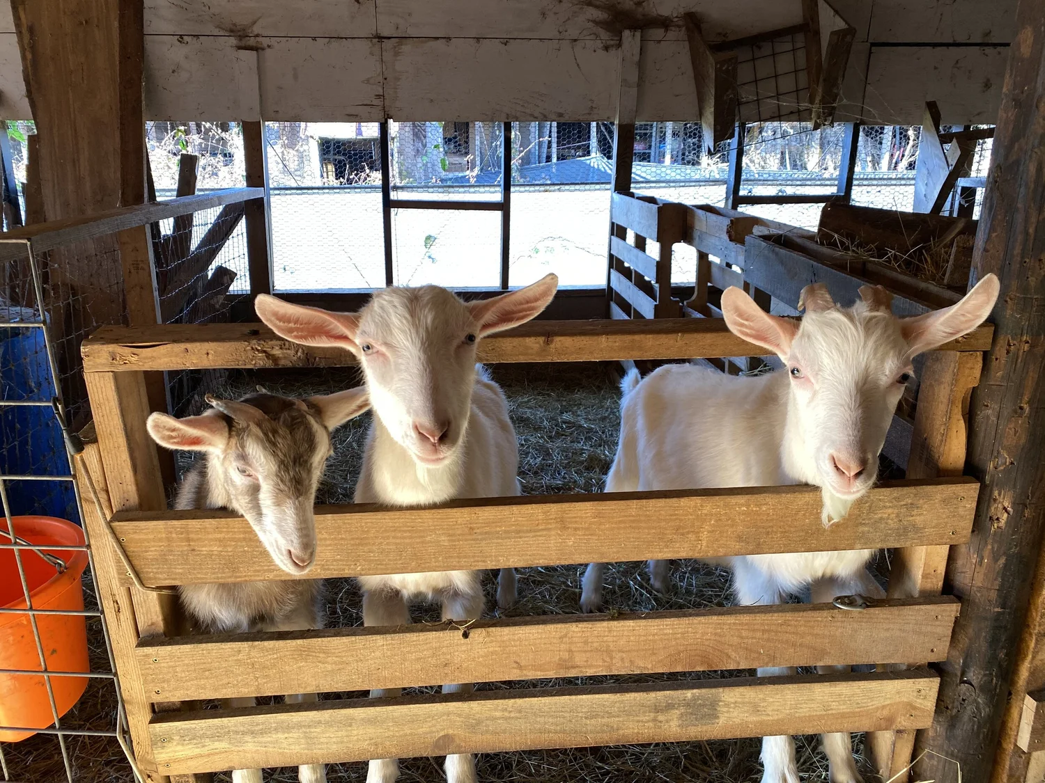 Blue Goat Dairy