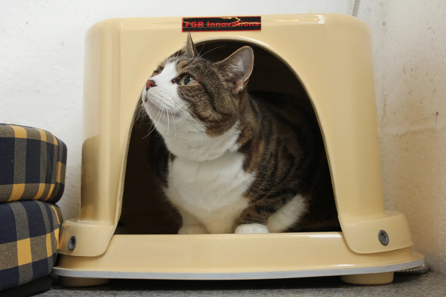 Cattery — Kingswood Farm Kennels & Cattery