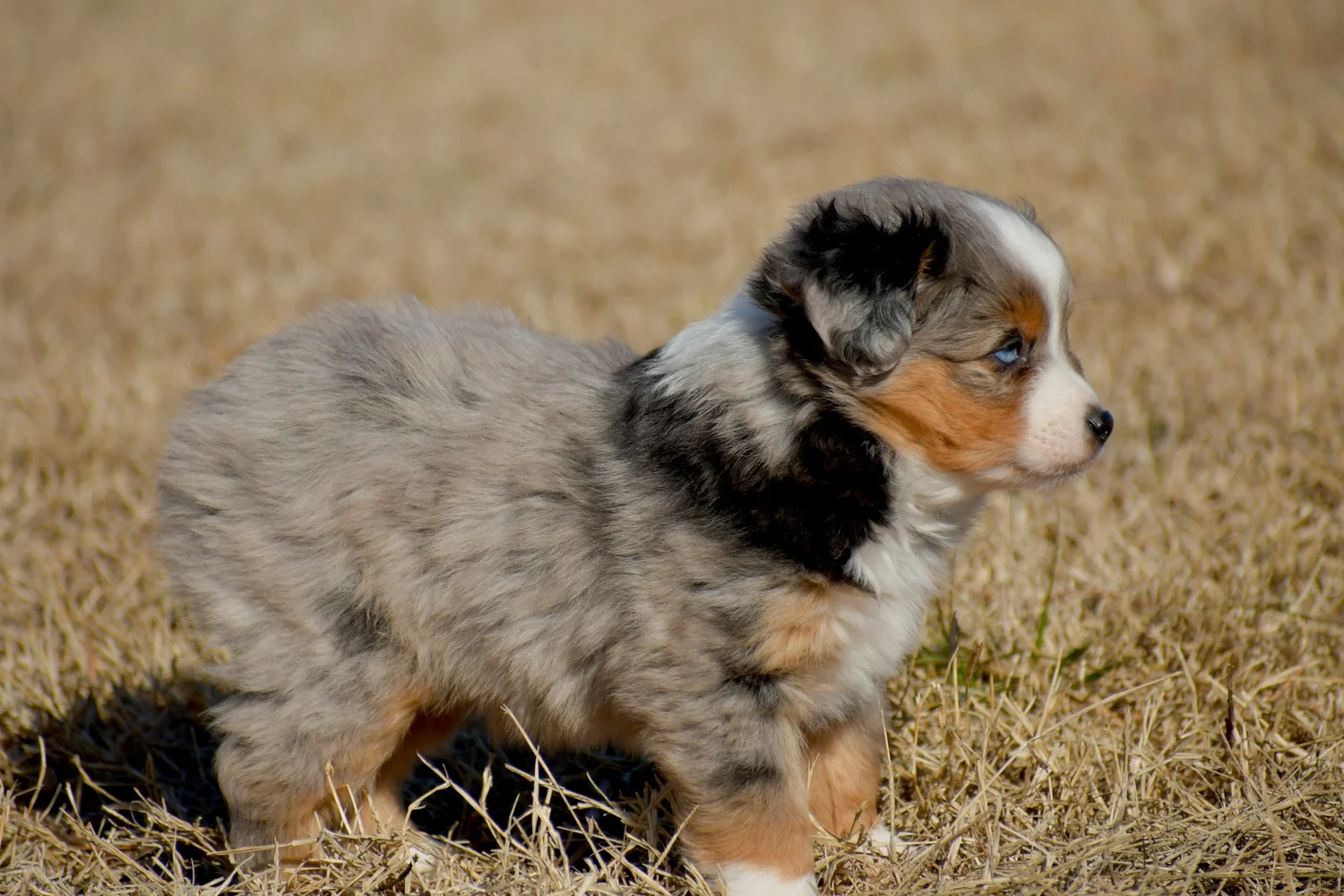 Toy and Mini Aussie Puppies for Sale — Southern Edition Aussies