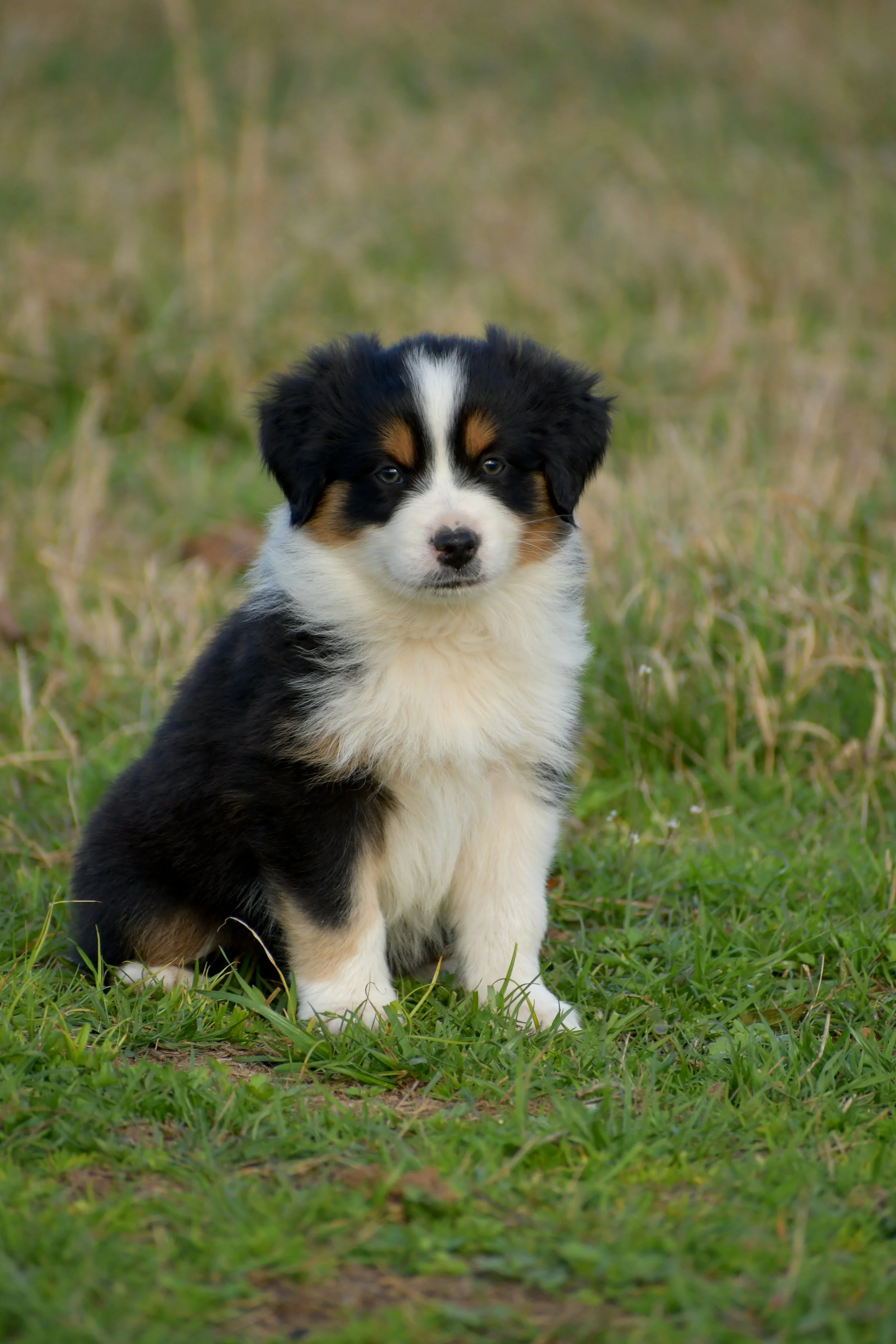 Toy and Mini Aussie Puppies for Sale — Southern Edition Aussies