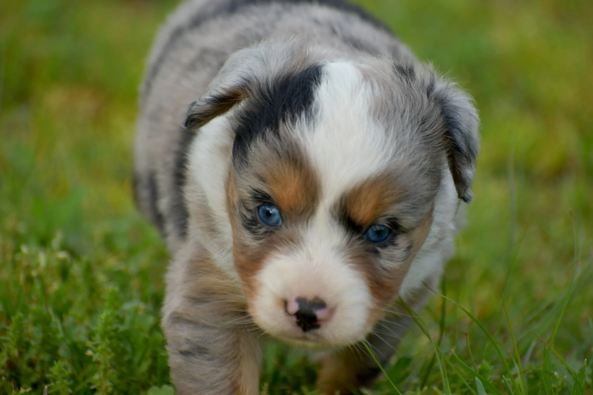 Toy and Mini Aussie Puppies for Sale — Southern Edition Aussies