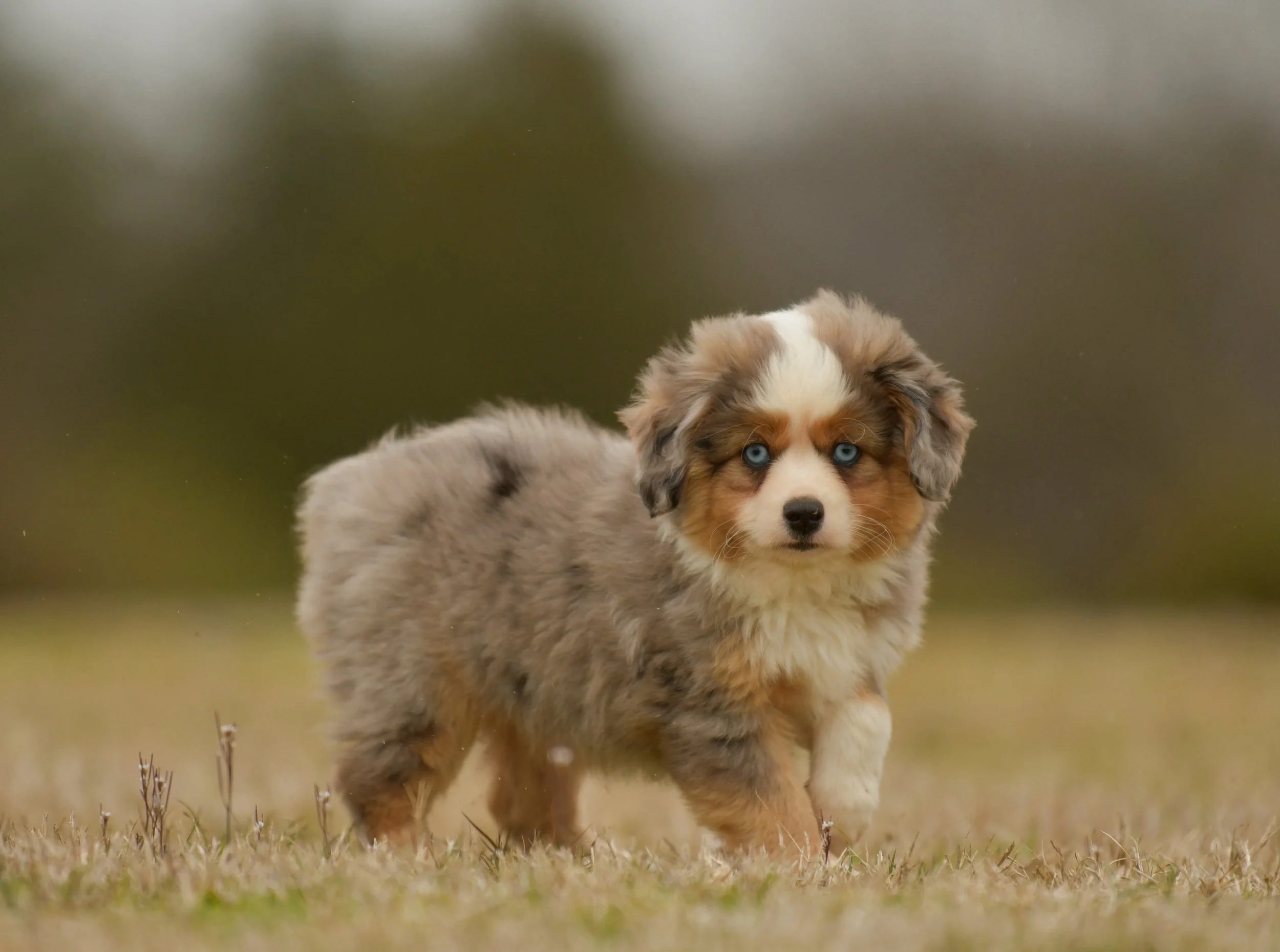 Toy and Mini Aussie Puppies for Sale — Southern Edition Aussies