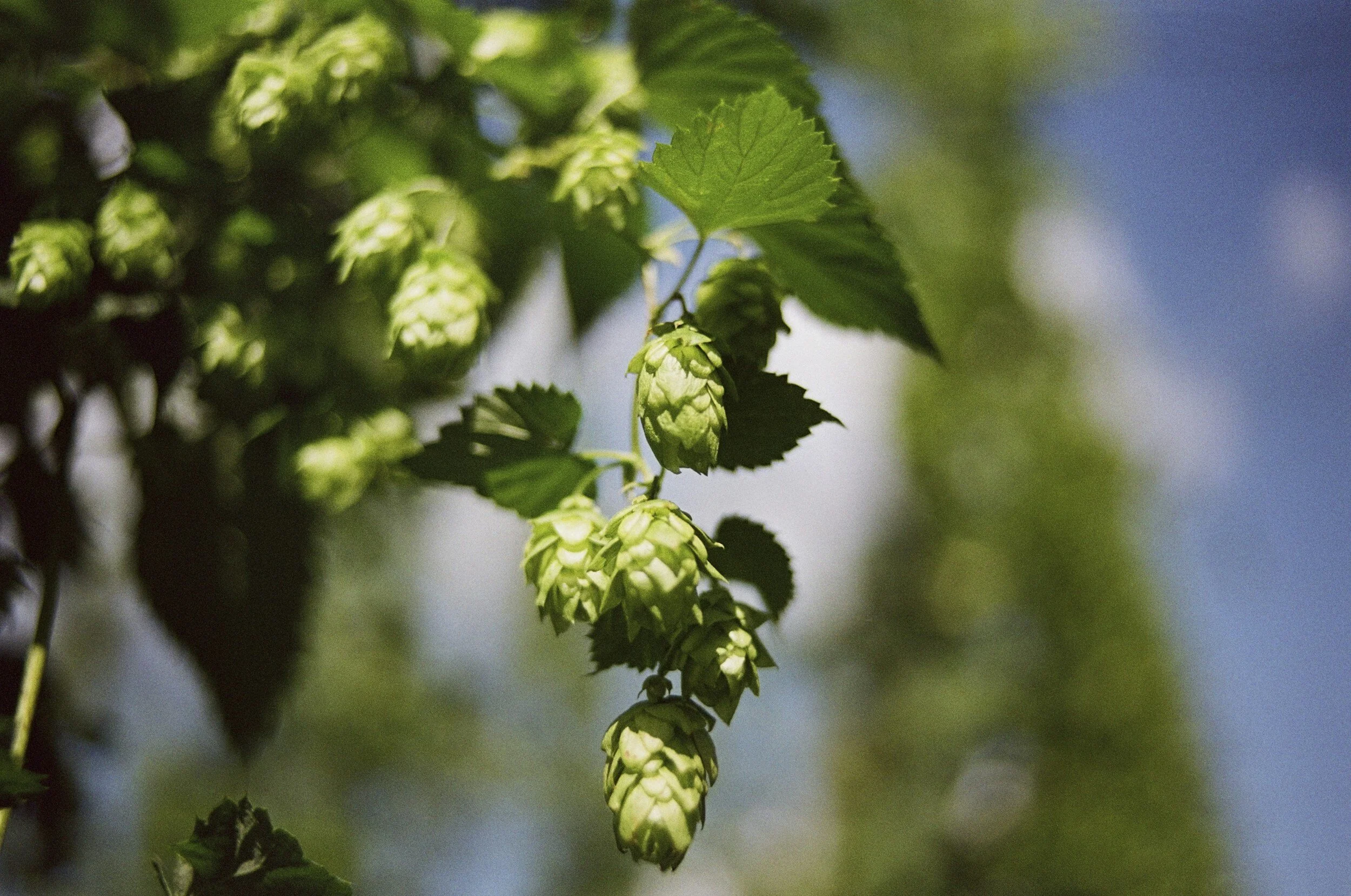 Twelve Categories of Herbs — Buckner's Botanica