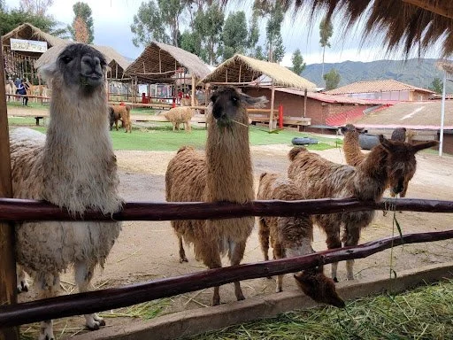 Creature Feature: Shama Llama Ding Dong — JohnsonNatureCenter