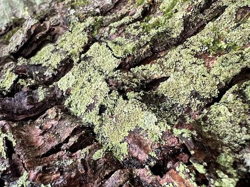 Liken’ the Lichen: Naturalist Notes — JohnsonNatureCenter