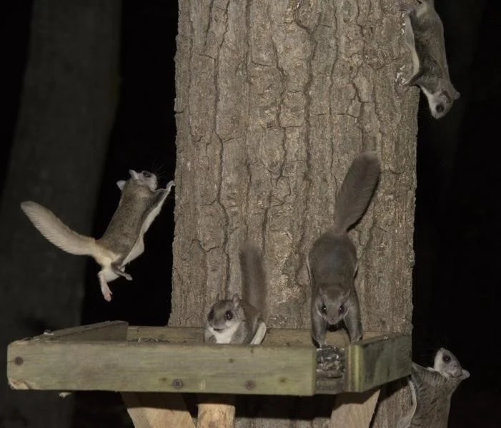 Naturalist Notes: Nutty Neighbors — JohnsonNatureCenter