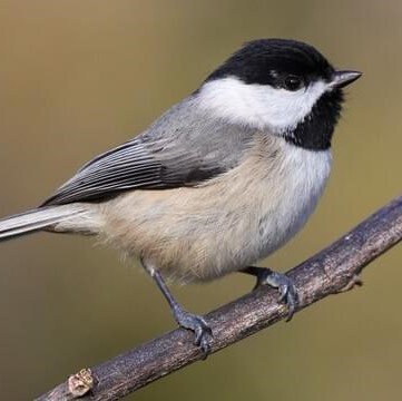 A Year in the Life of a Chickadee: Creature Feature — JohnsonNatureCenter