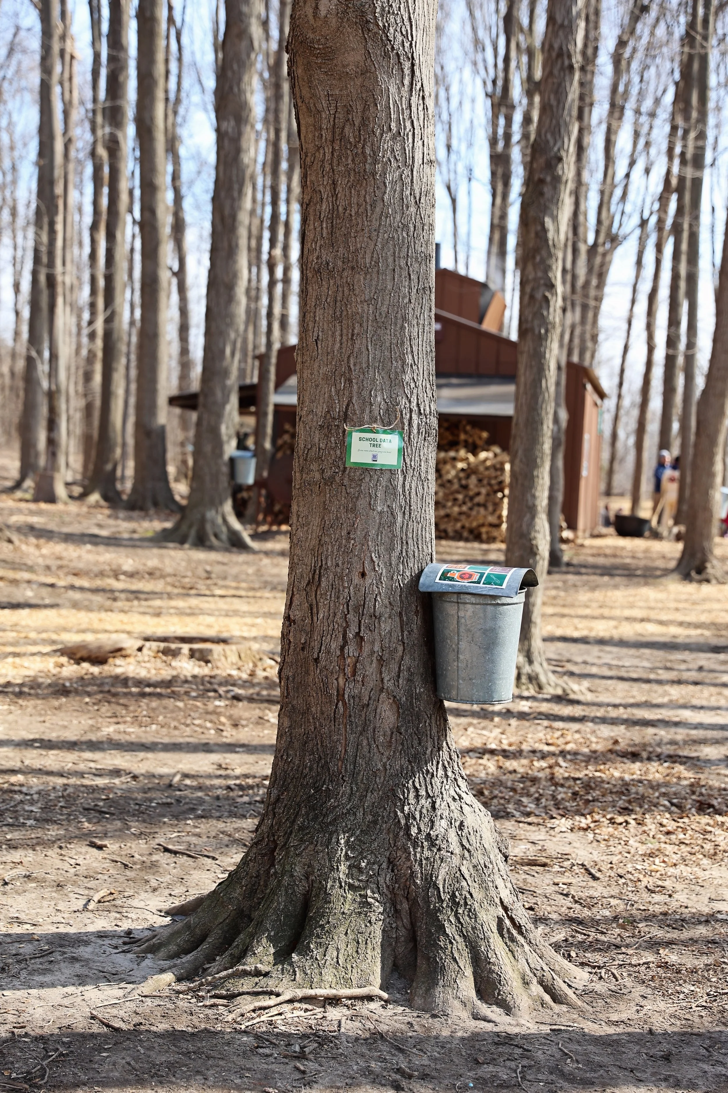GSSEM Girl Scouts OUTDOOR ADVENTUER: Maple Sweetness — JohnsonNatureCenter