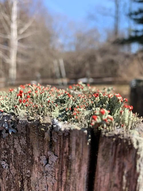 Liken’ the Lichen: Naturalist Notes — JohnsonNatureCenter