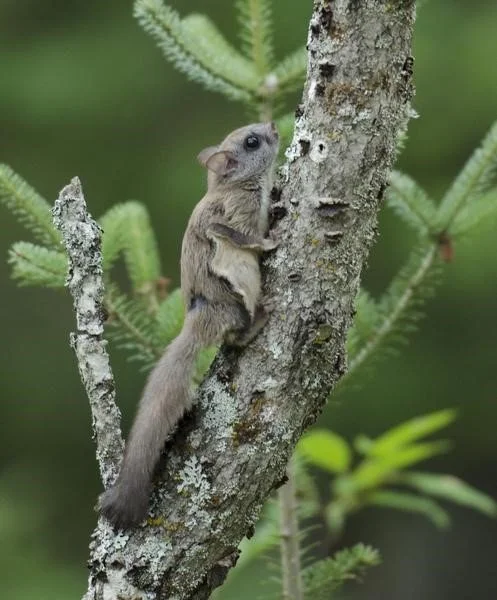 Naturalist Notes: Nutty Neighbors — JohnsonNatureCenter