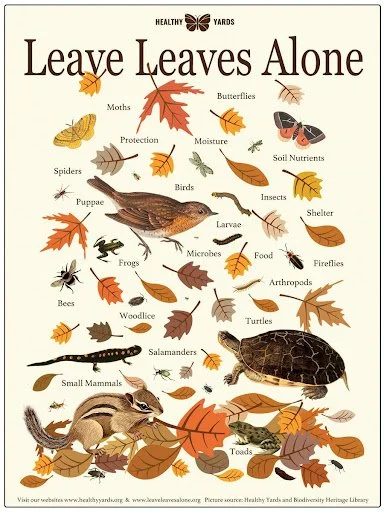 Naturalist Notes: Leave Your Leaves — JohnsonNatureCenter