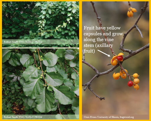 Invasive Bittersweet: Plant Rant — JohnsonNatureCenter