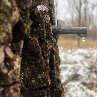 Tree Sap Can You Eat