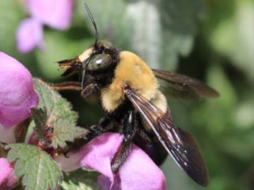How do Native Bees Survive the Winter? - Naturalist Notes ...
