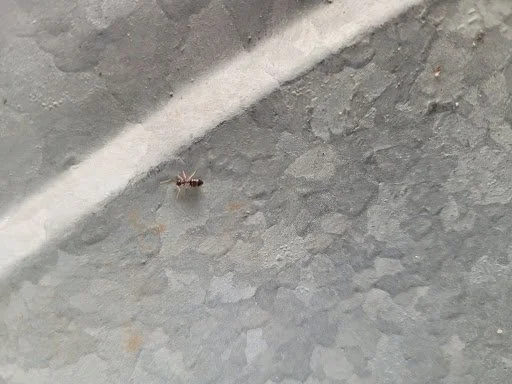 Creature Feature: Maple Sugaring is Ant-tastic — JohnsonNatureCenter