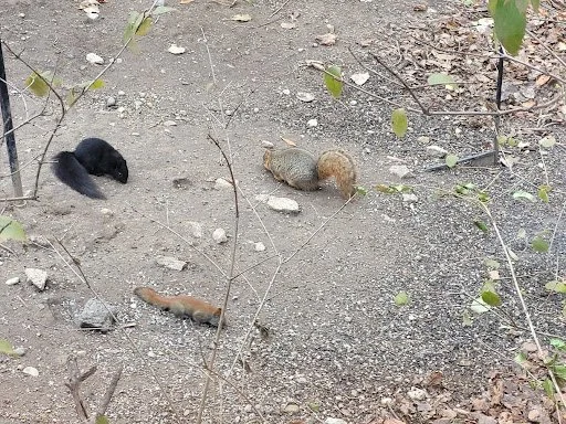 Creature Feature: Squirreled Away — JohnsonNatureCenter