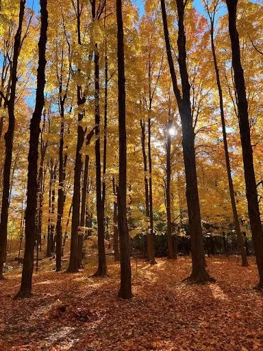 Fall Colors: Naturalist Notes — JohnsonNatureCenter