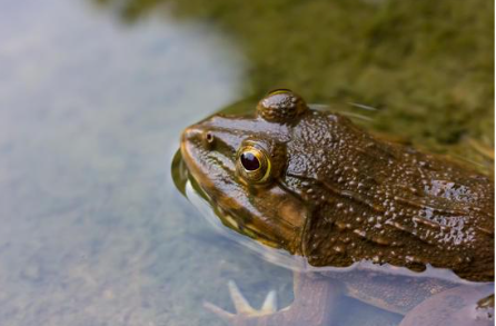 Frog Walk — JohnsonNatureCenter