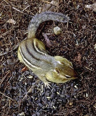 Naturalist Notes: Nutty Neighbors — JohnsonNatureCenter