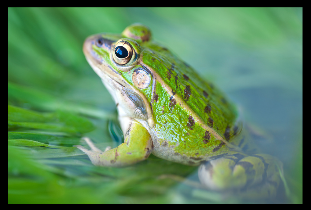 Hoppin' Fun Frog Walk — JohnsonNatureCenter