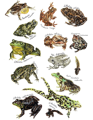 Naturalist Notes: Songs of Spring — JohnsonNatureCenter