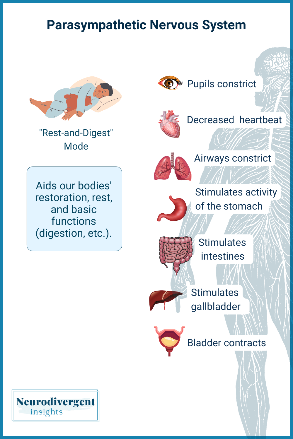 The Autistic and ADHD Nervous System - Neurodivergent Insights