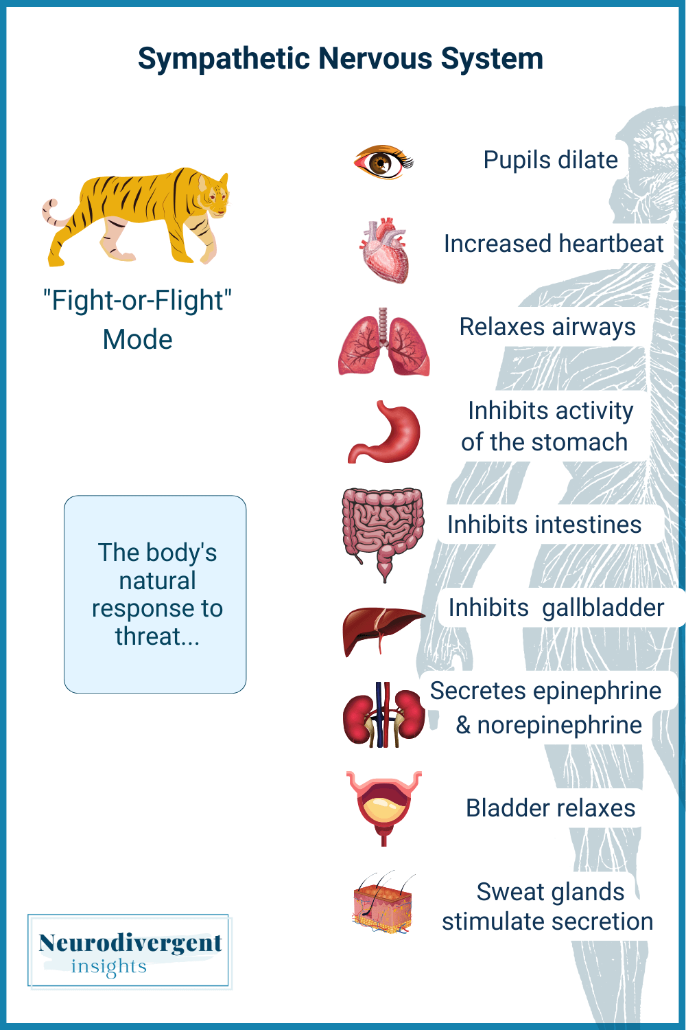 The Autistic and ADHD Nervous System - Neurodivergent Insights