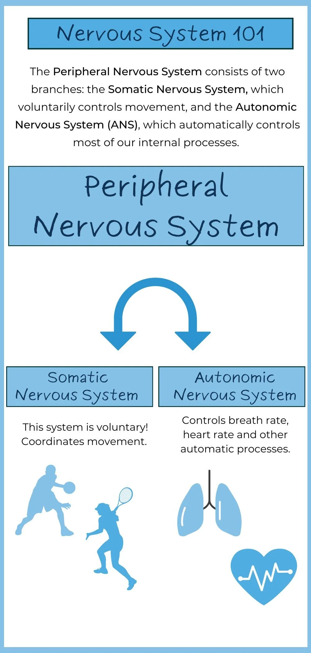 The Autistic and ADHD Nervous System - Neurodivergent Insights
