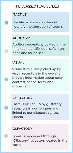 8 Senses of the Body | Exploring the Hidden Sensory Systems