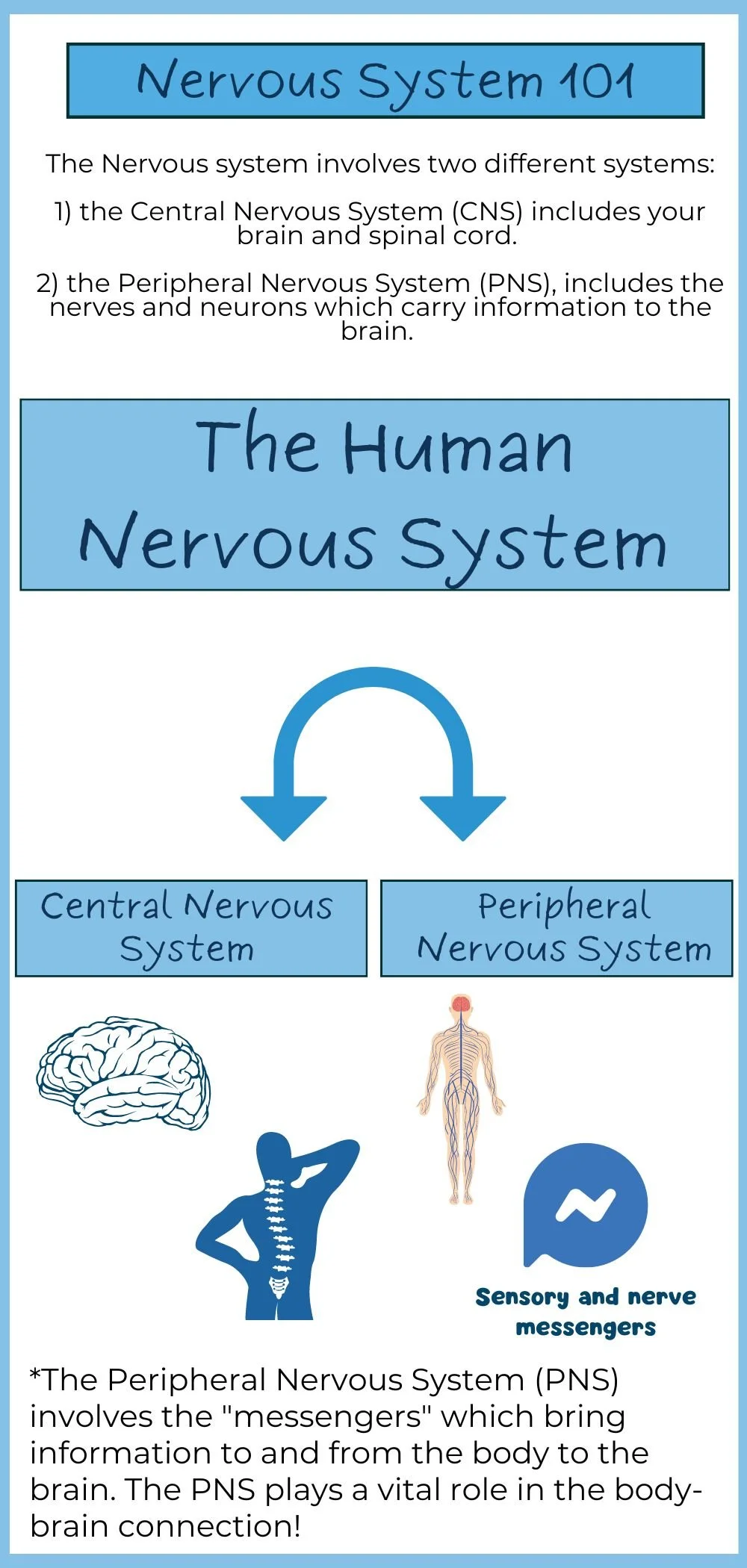 The Autistic and ADHD Nervous System - Neurodivergent Insights